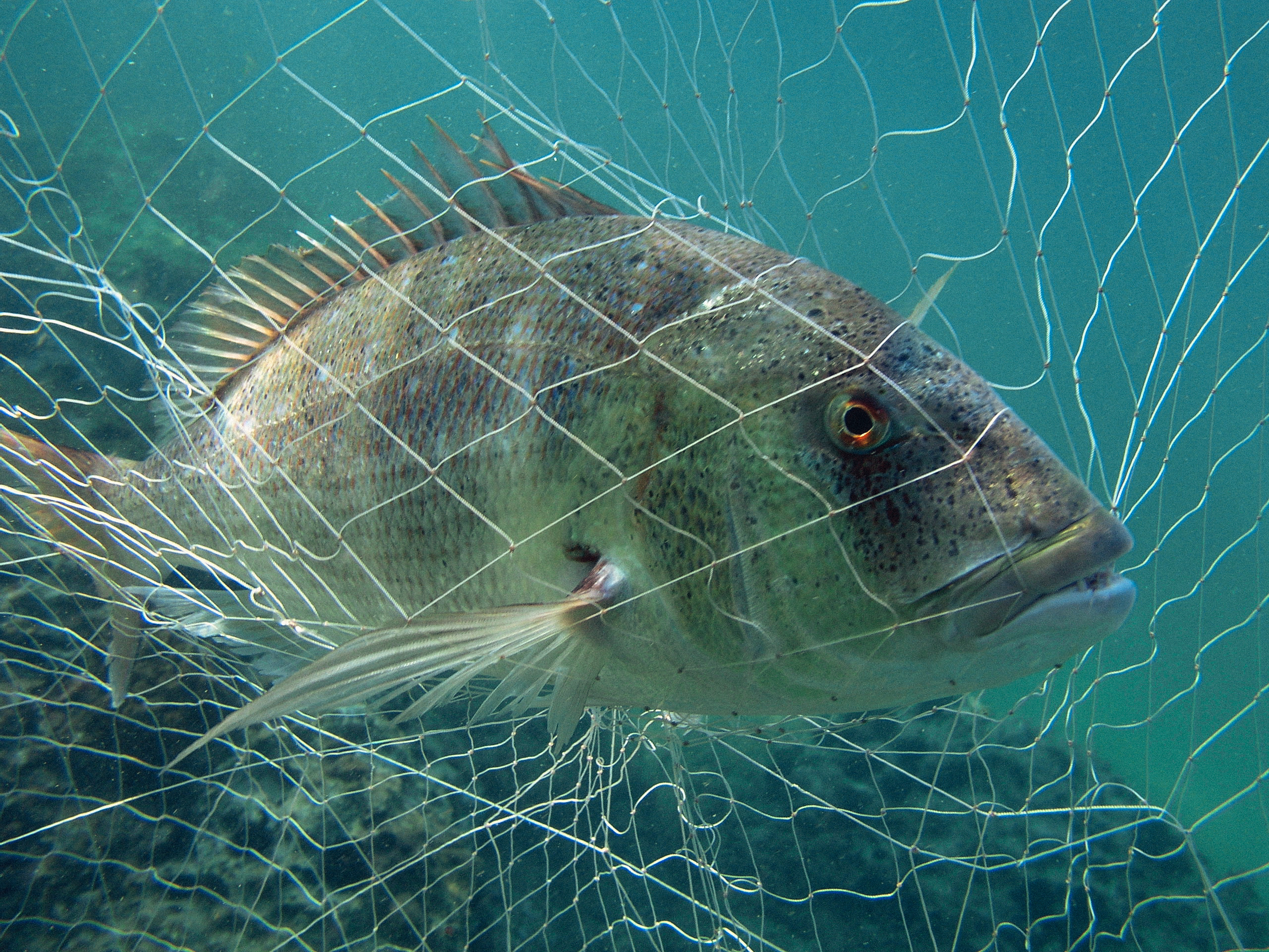 Sveučilište u Splitu - Prva europska znanstvena ekspedicija proučavanja utjecaja čovjeka na ...